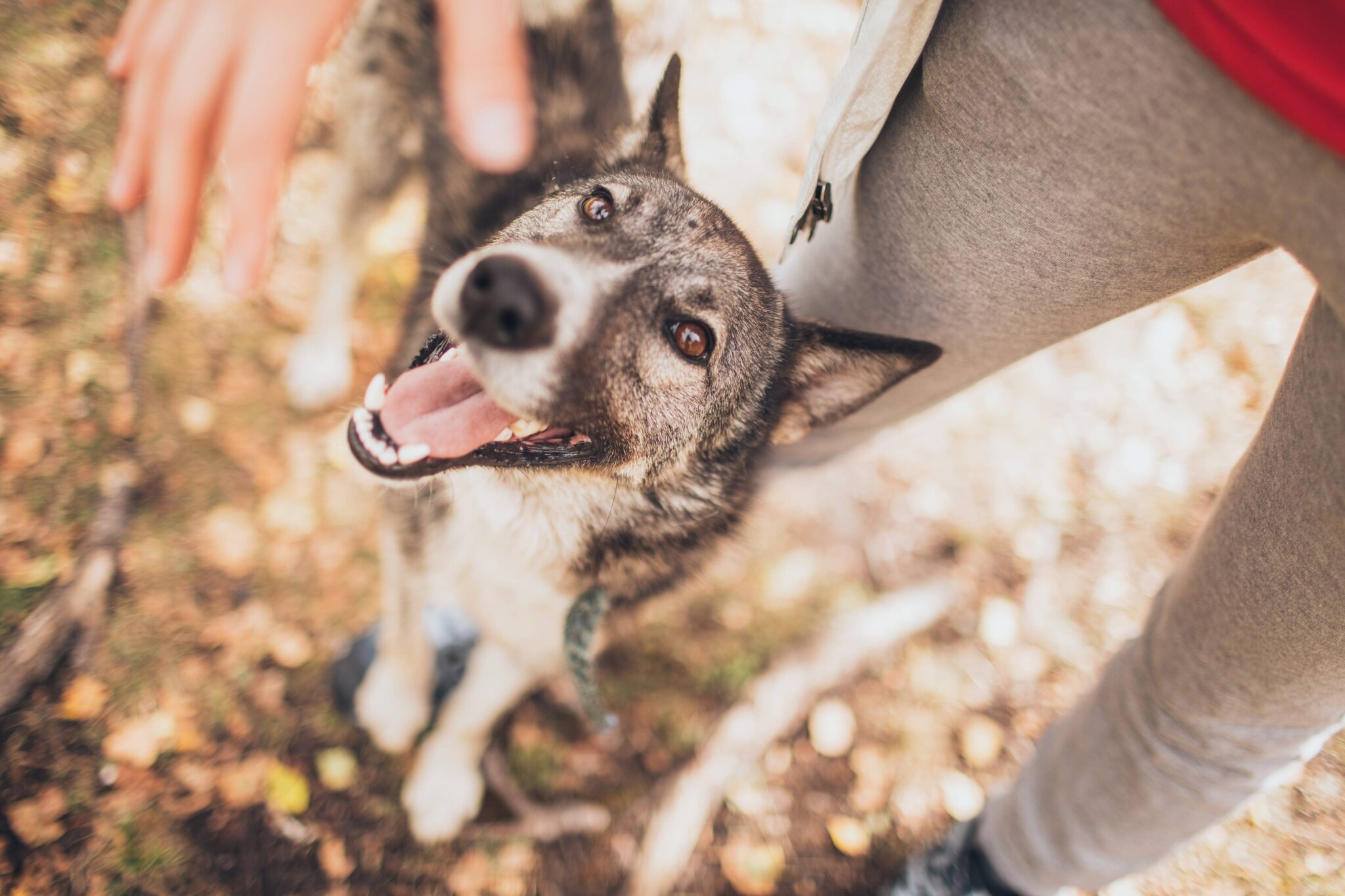 Professional Dog Boarding & Training Programs - Koru K9