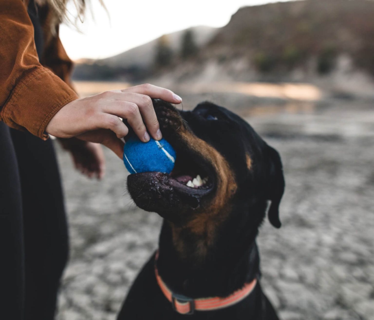 Seattle, WA: Dog Board & Train - Koru K9 Dog Training